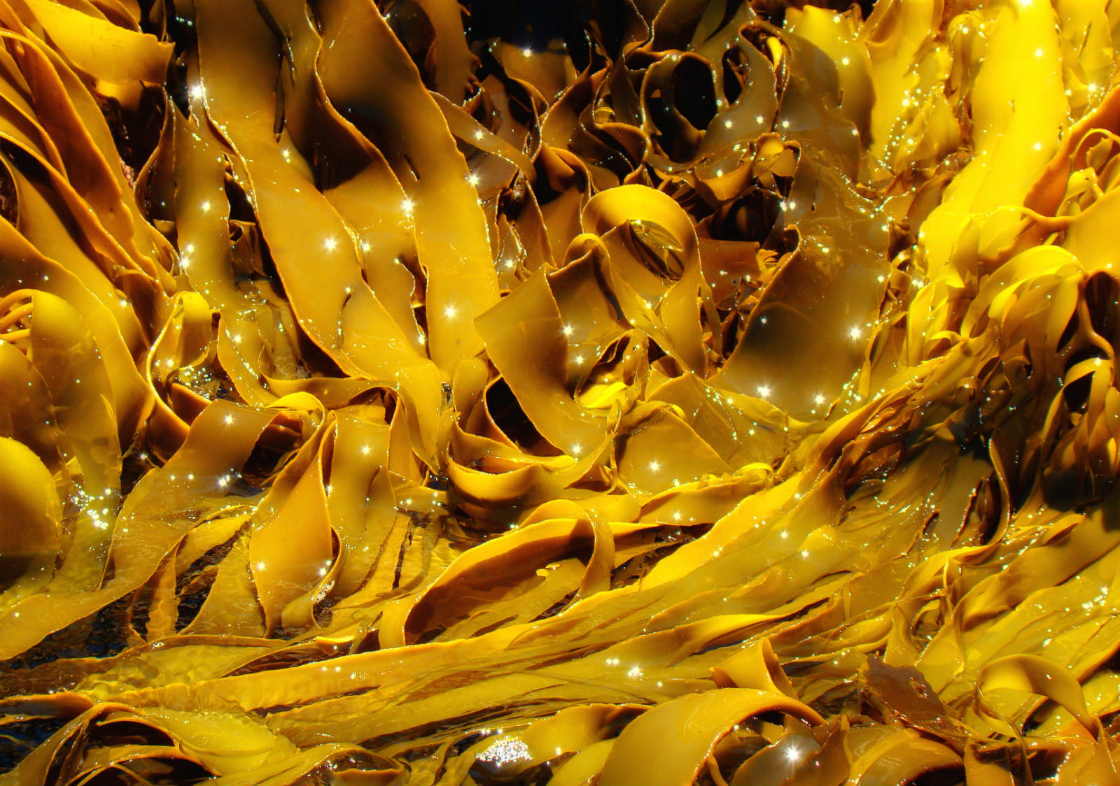 Kelp – Vitamins from the Sea - Best Herbal Health