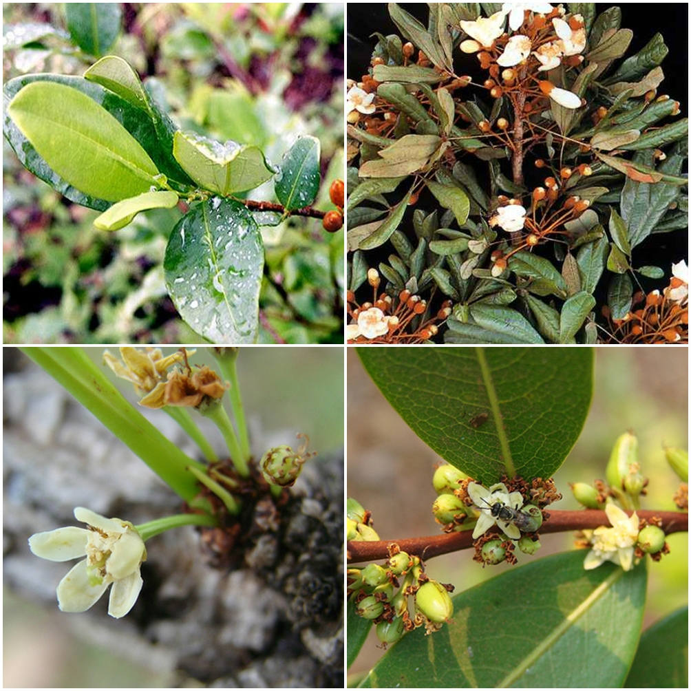 Catuaba - Plant with Remarkable Energy and Aphrodisiac Properties