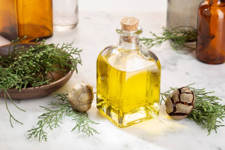 Cypress (Cupressus sempervirens): Benefits, Uses and Side Effects