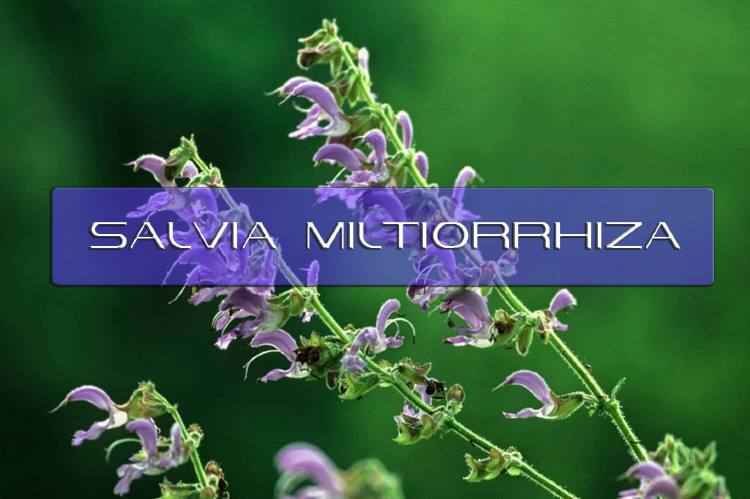 Red Sage (Salvia miltiorrhiza): Benefits, Uses and Possible Side Effects