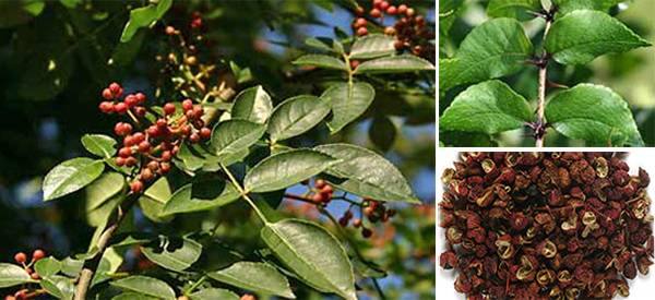 Prickly Ash (Zanthoxylum americanum): Benefits, Uses and Dosage