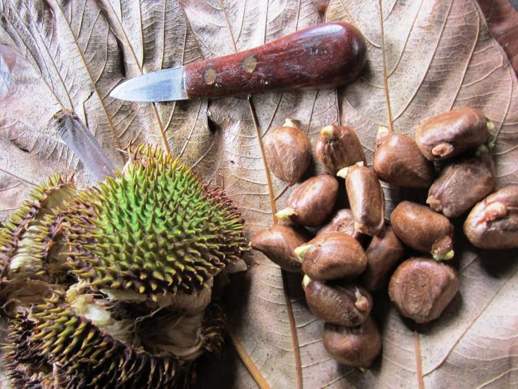 What is Breadnut? Benefits, Uses and Nutrition Facts